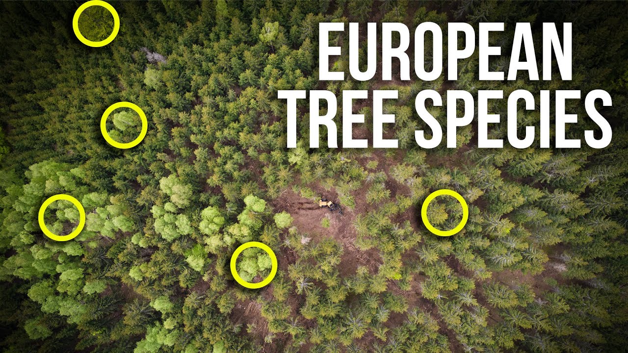 These are Europe's 8 Main Timber Trees! - YouTube