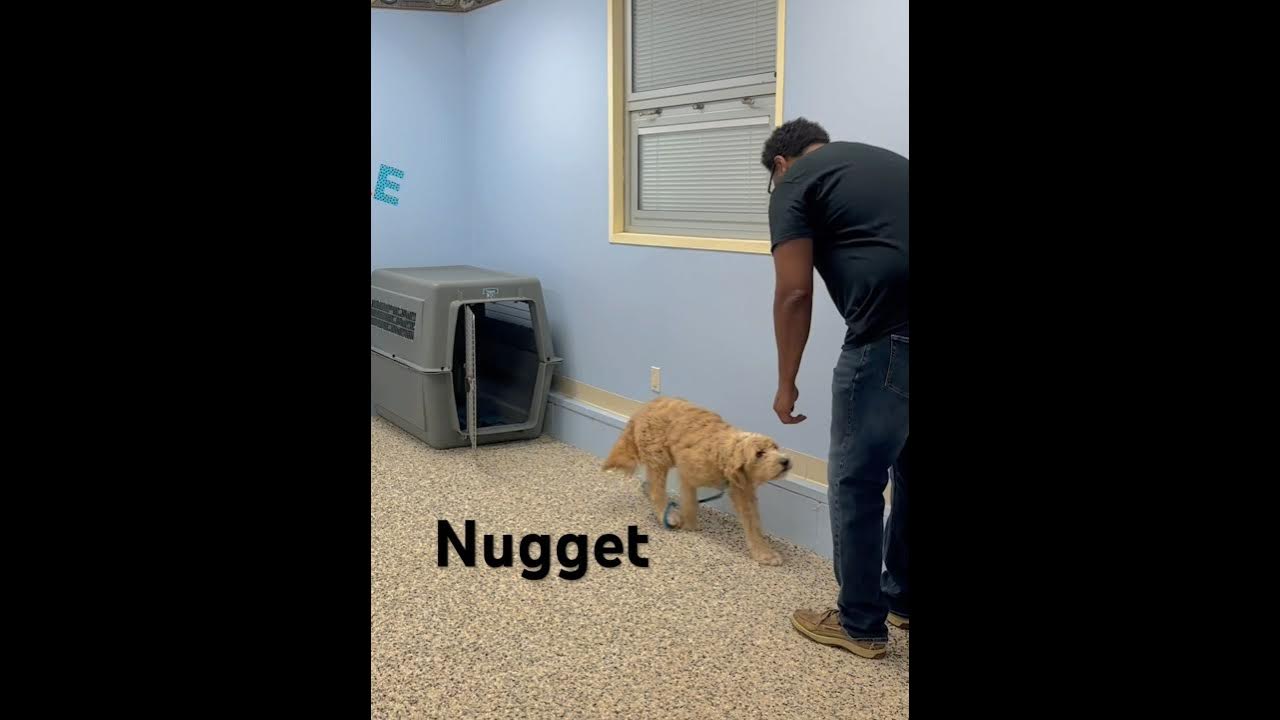 Crating on command - Nugget - YouTube