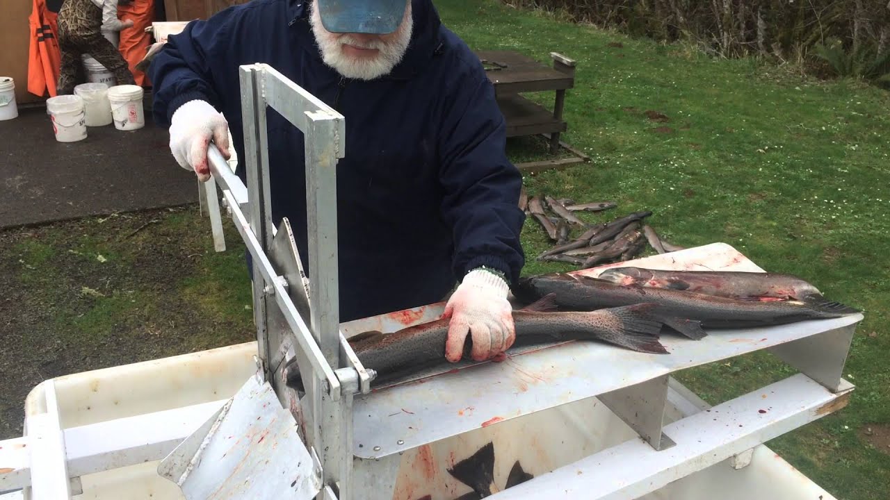 Fish Guillotine - YouTube