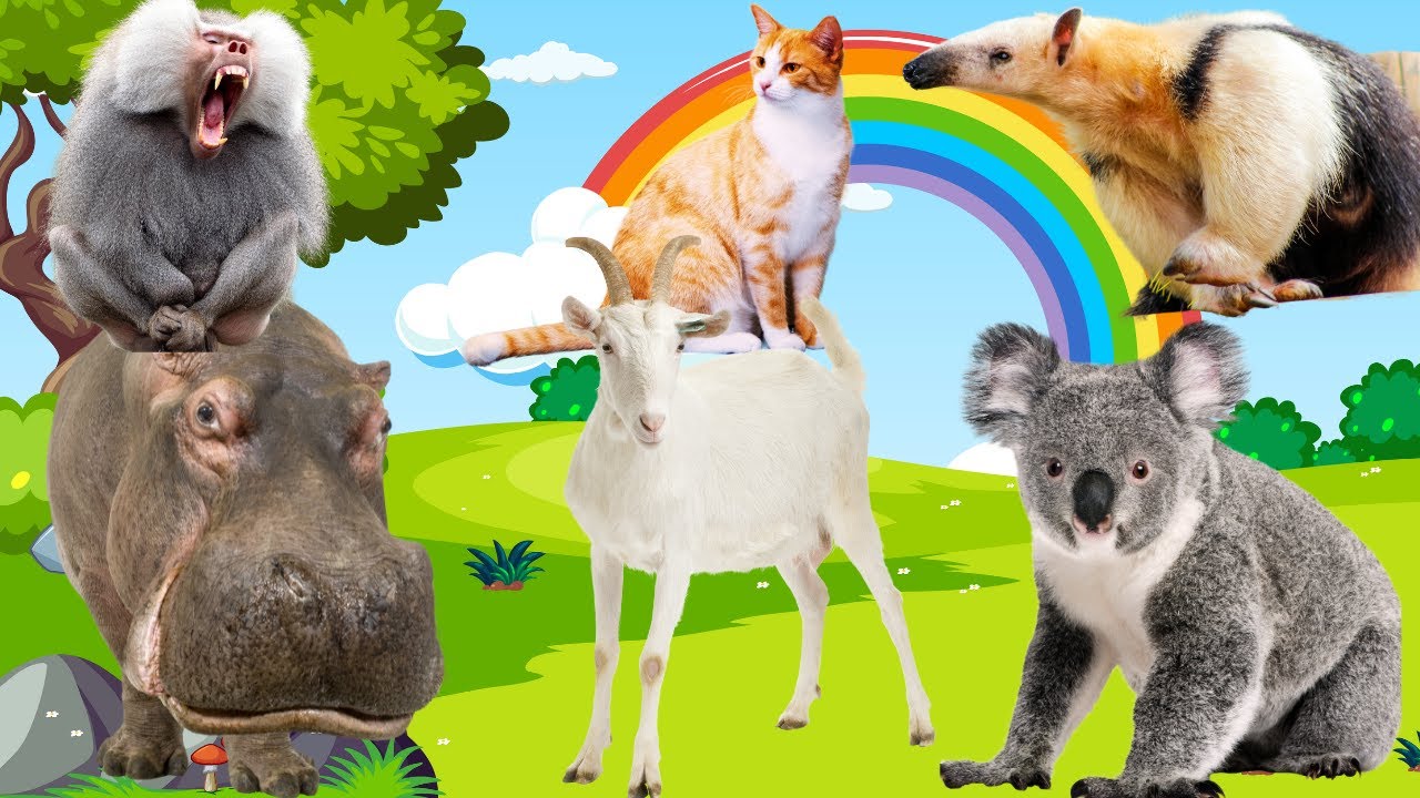 farm sounds, beautiful animal sounds : hippo sound, koala, goat sound ...