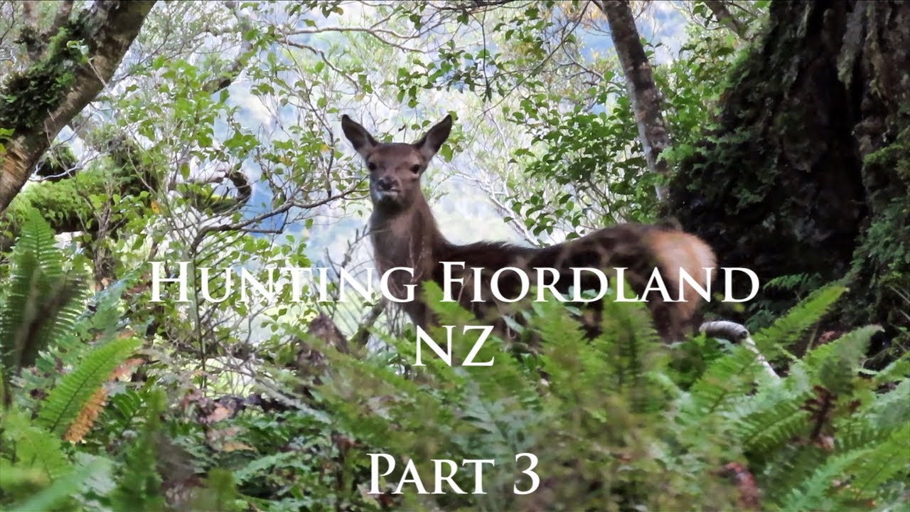 HUNTING FIORDLAND NZ - PART 3. South Island Roar hunt for Red Deer ...