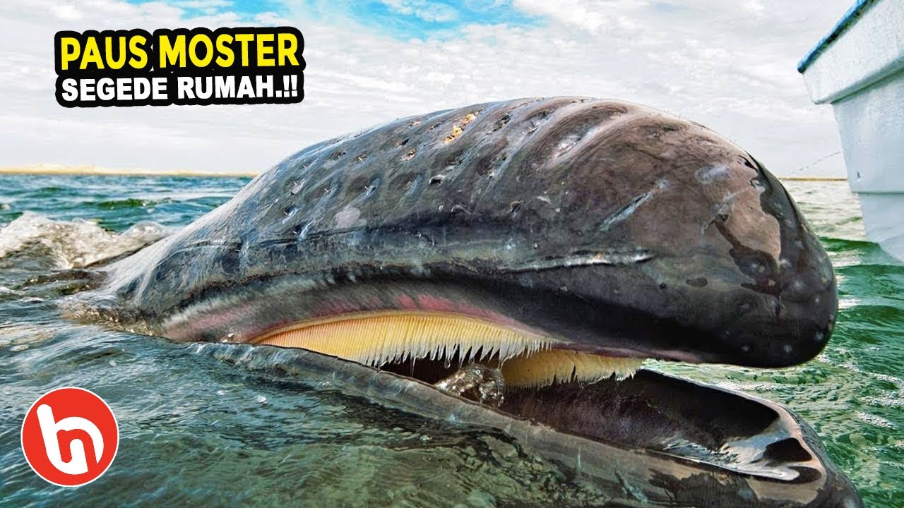 Untungnya Tersisa 1 di Muka Bumi! Inilah Spesies Ikan Paus Raksasa ...