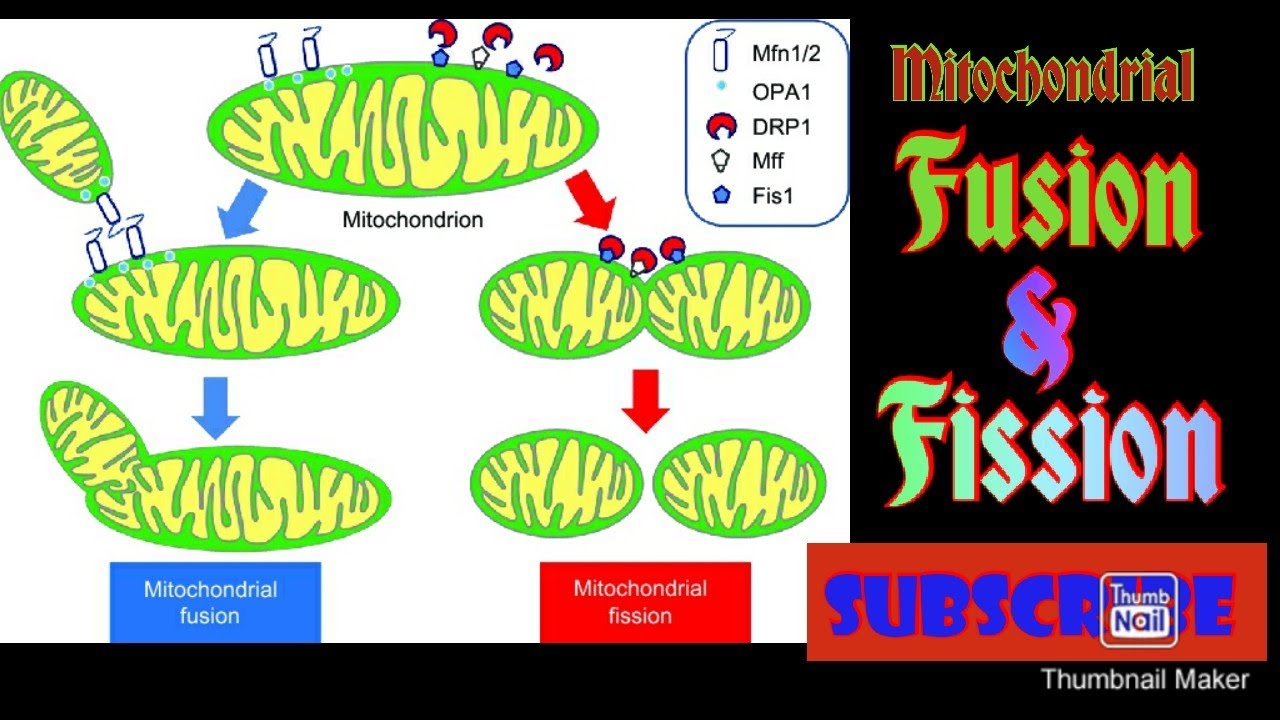Mitochondrial fusion and fission - YouTube