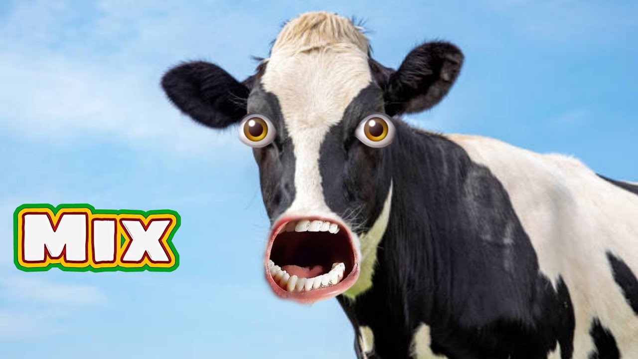 CRAZY COW DANCE | SONG 🤠 VIDEOS COW | DANCE SONG - YouTube