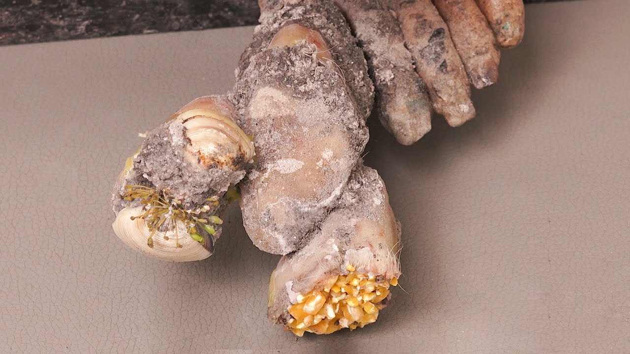 Amazing Toenails, Too Thick, Trim Them Slowly 👣 Professional pedicure ...