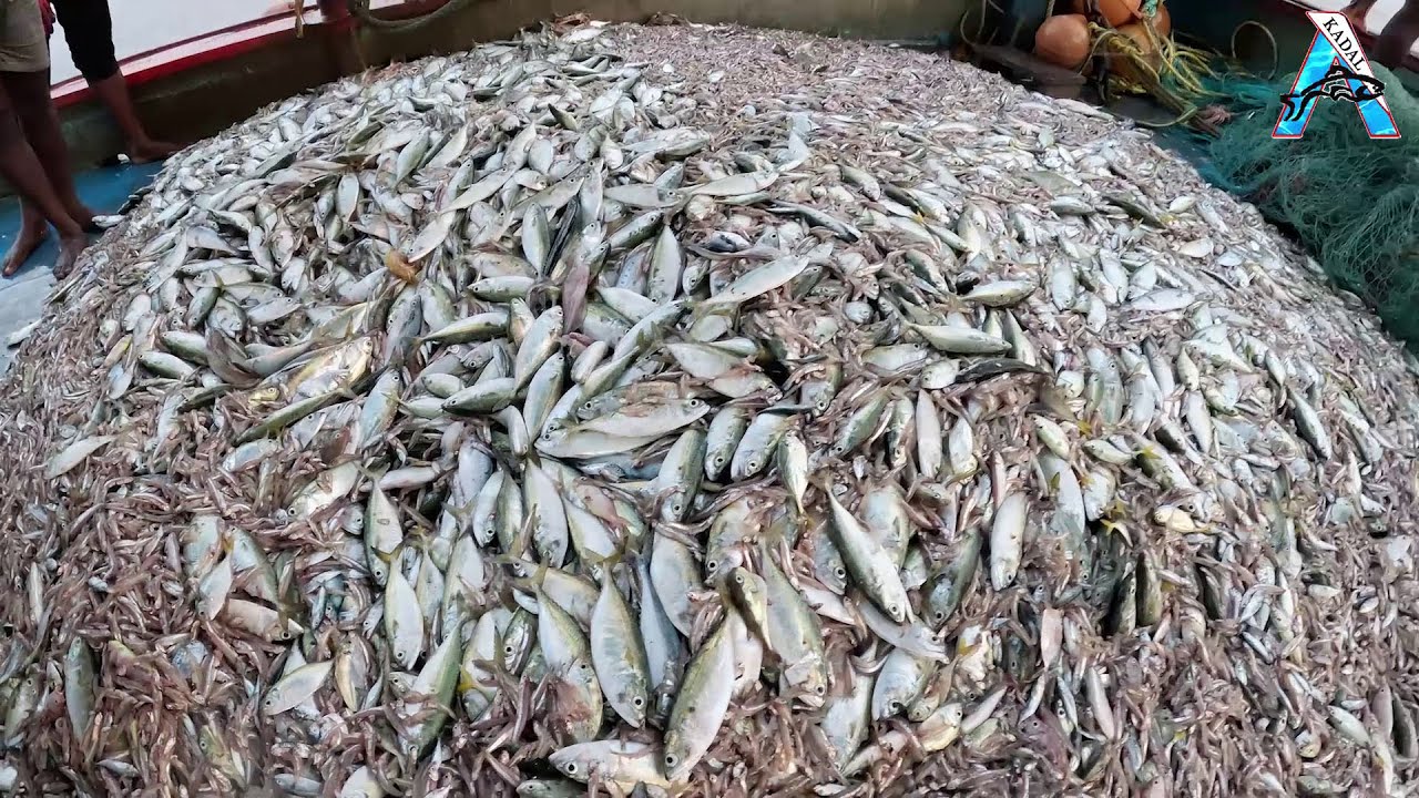 Amazing Fast Tuna Fishing Skill, Catching Fish Big on The Sea | @FISH ...