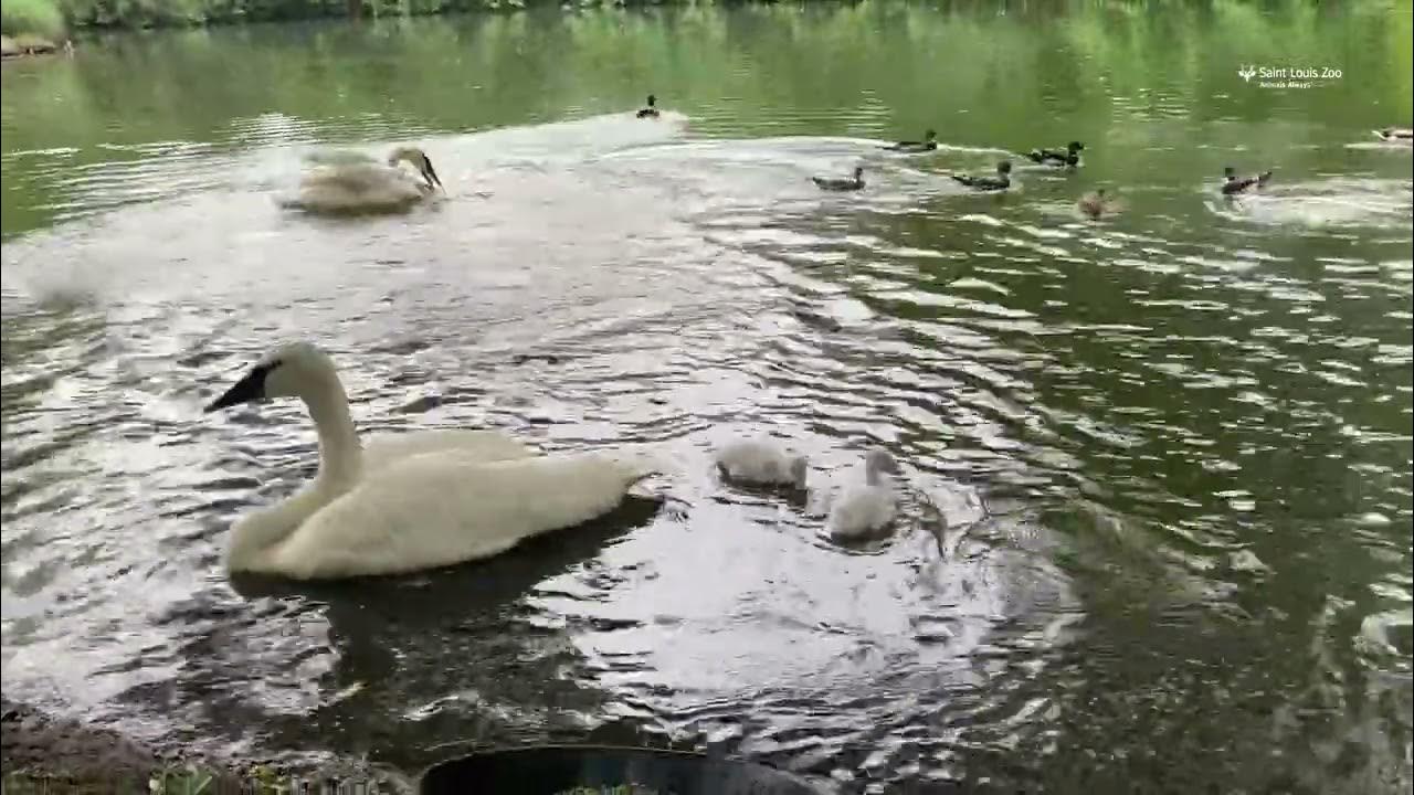 Trumpeter swan cygnets - YouTube