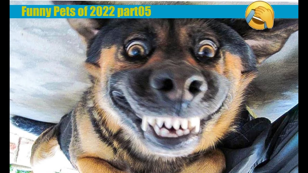 Cats and Dogs Funny Latest Collection 2022 PART #5 - YouTube