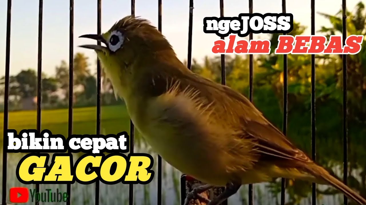 Kecial Ciak Joss Gacor Masteran Ampuh Bikin Kecial Kuning Malas Bunyi Cepat Joss Gacor jos - YouTube