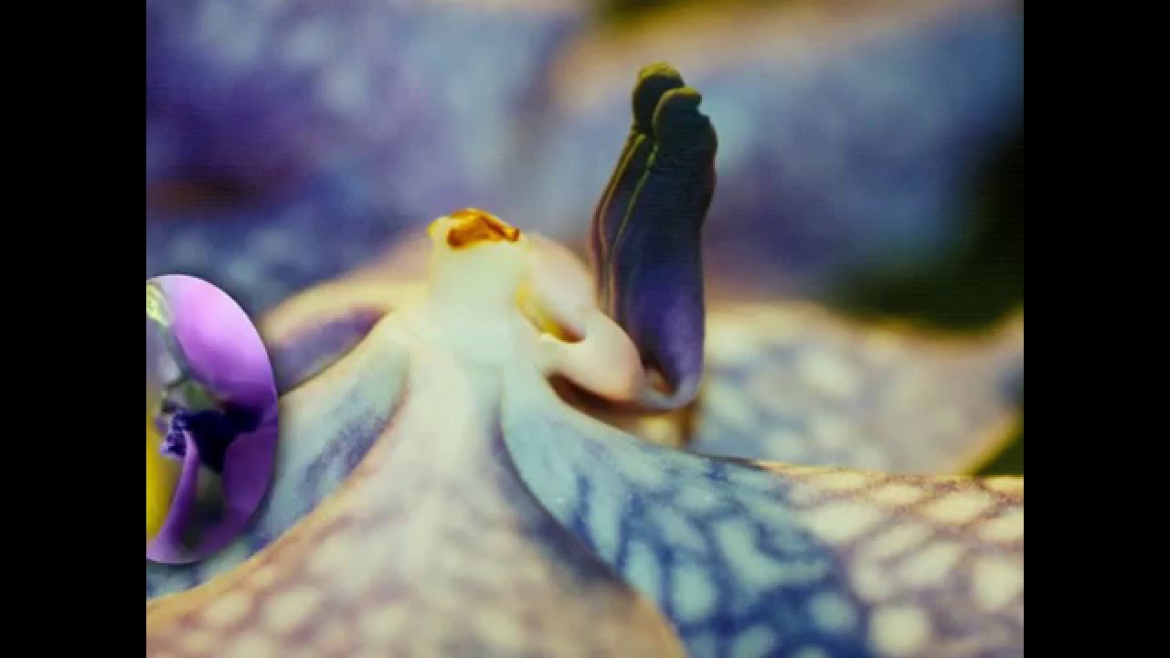 Blütendevas, Naturwesen, Elfen, Feen Kobolde, Fairies - YouTube