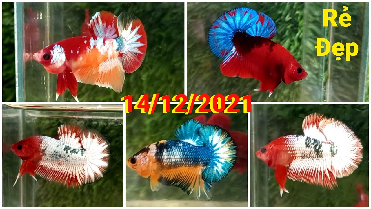 ĐỢT CÁ NGÀY 14/12/2021: RED FANCY-COPPER, KOI RED NEMO GALAXY, YELLOW ...
