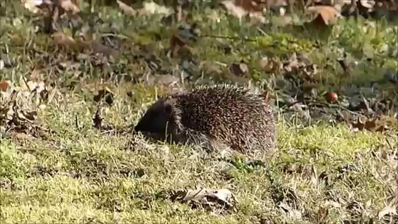 Le hérisson - YouTube