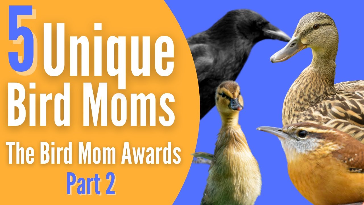5 Unique Bird Moms - Part 2 - The Bird Mom Awards - YouTube