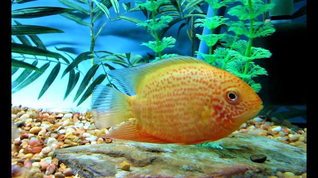 Red Spotted Severum Cichlid Pair - YouTube