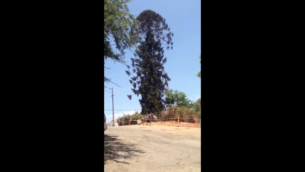 Blood in Blood out. El pino de vatos locos - YouTube