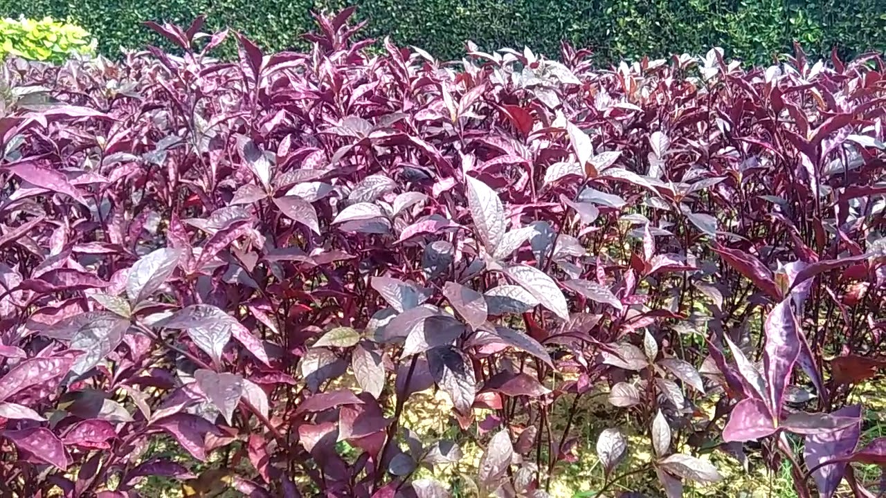 Tanaman hias Erpah, bayam merah banyak khasiat yang menghiasi taman ...