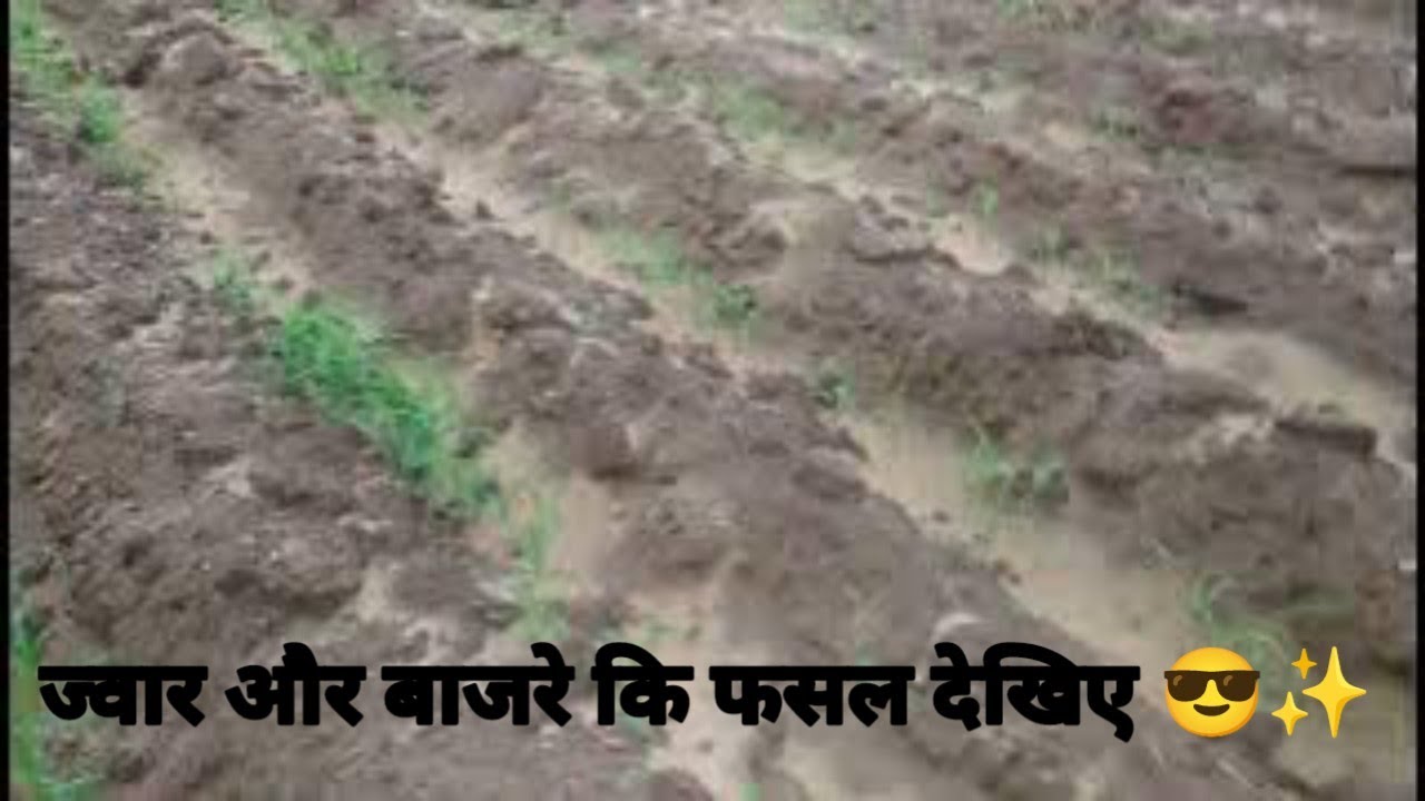 jawar or bajare ki fasal ugane ke Baad ka My farm house ka video 👌👌 ...