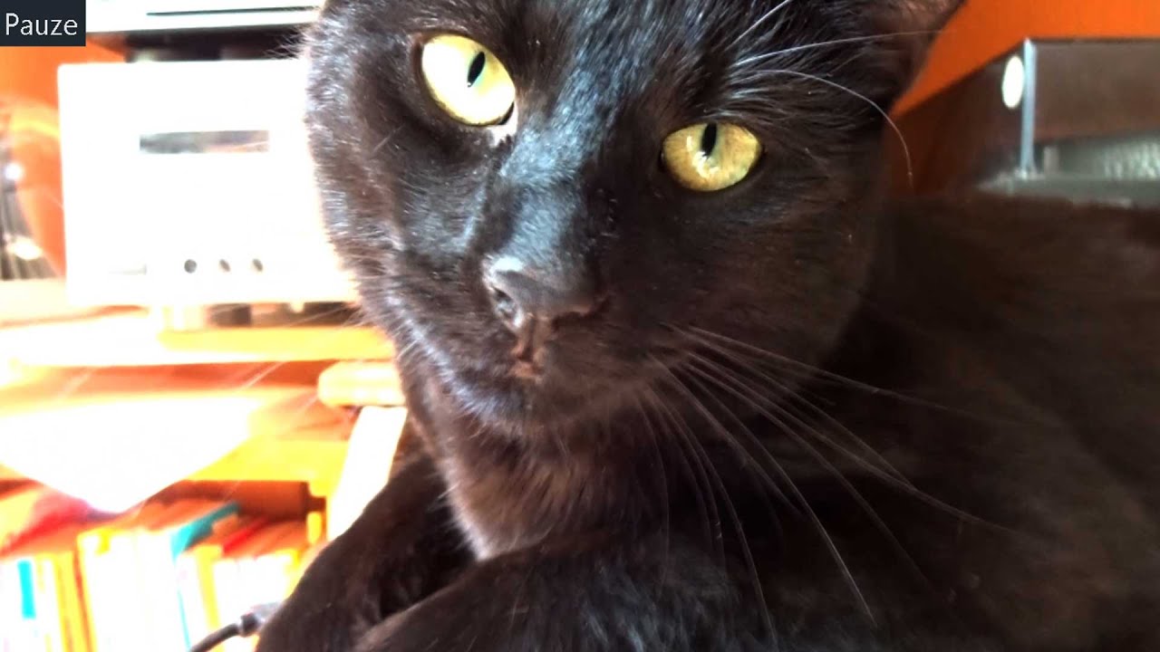 de avonturen van droplul de derde.. wil nooit een hond!!! - YouTube