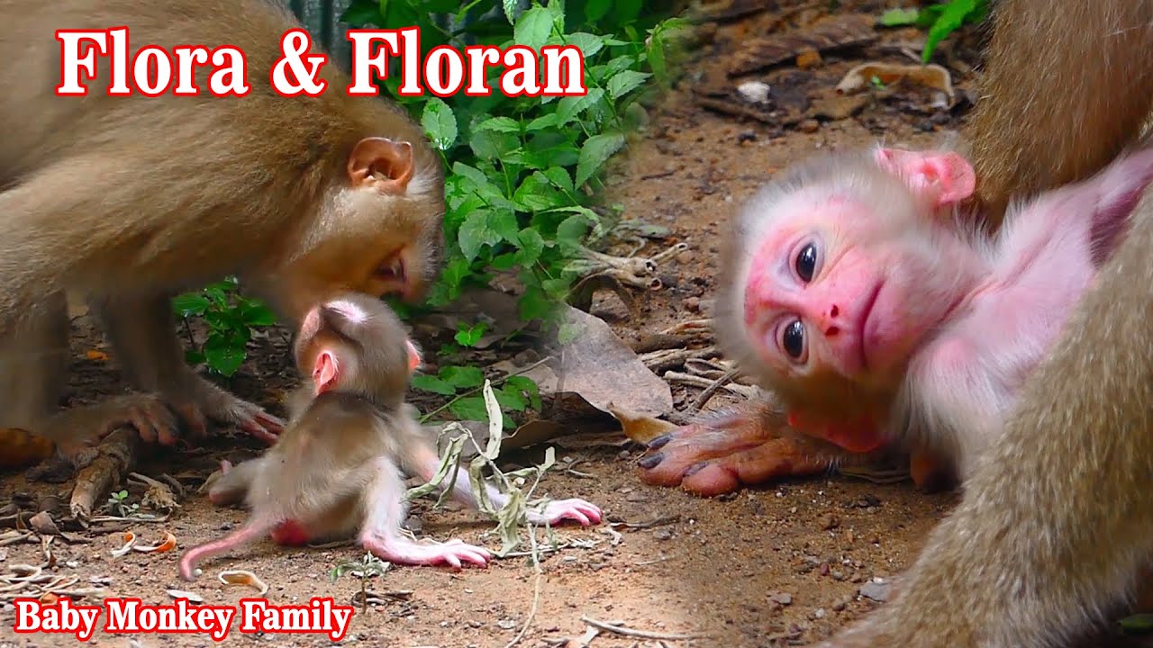Update Floran : Flora teach her baby Floran walk by safe but Floran don ...