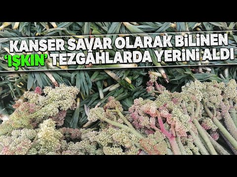 Dağlardan Toplanan Işkın Pazar Tezgâhlarında Yerini Aldı