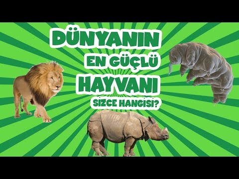 Dünyanın En Güçlü Hayvanı Sizce Hangisi?