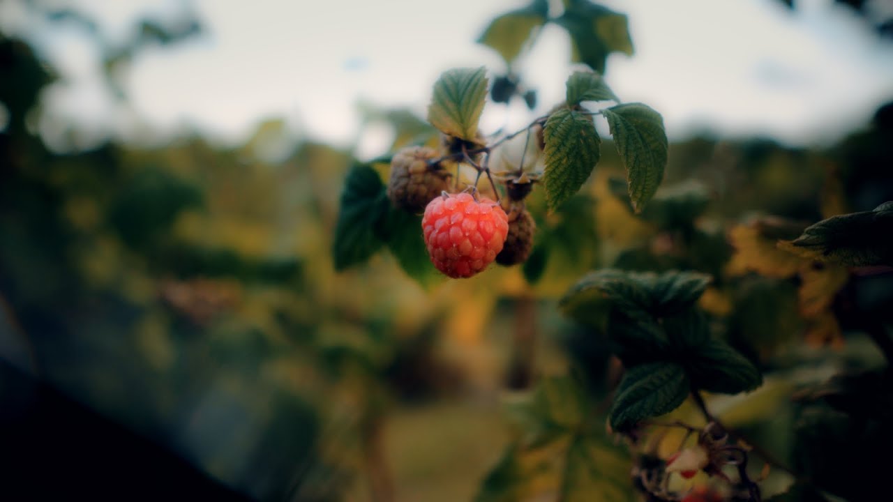 Raspberry Season - With Sigma 16 mm F1.4 + Sony A6400 - YouTube