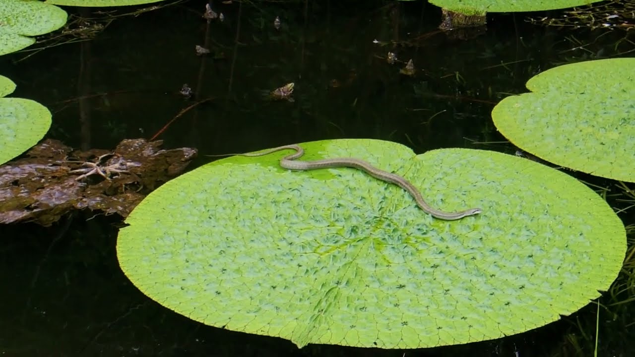 Tokyo Sea Life Park : Elaphe quadrivirgata ≪ Japanese striped snake ≫ ...