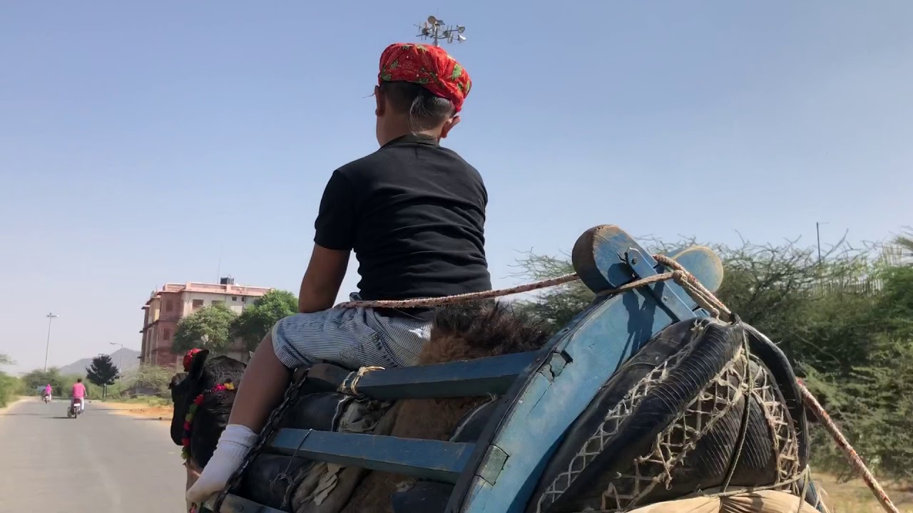 Camel back riding at Pushkar, Rajasthan - India - YouTube