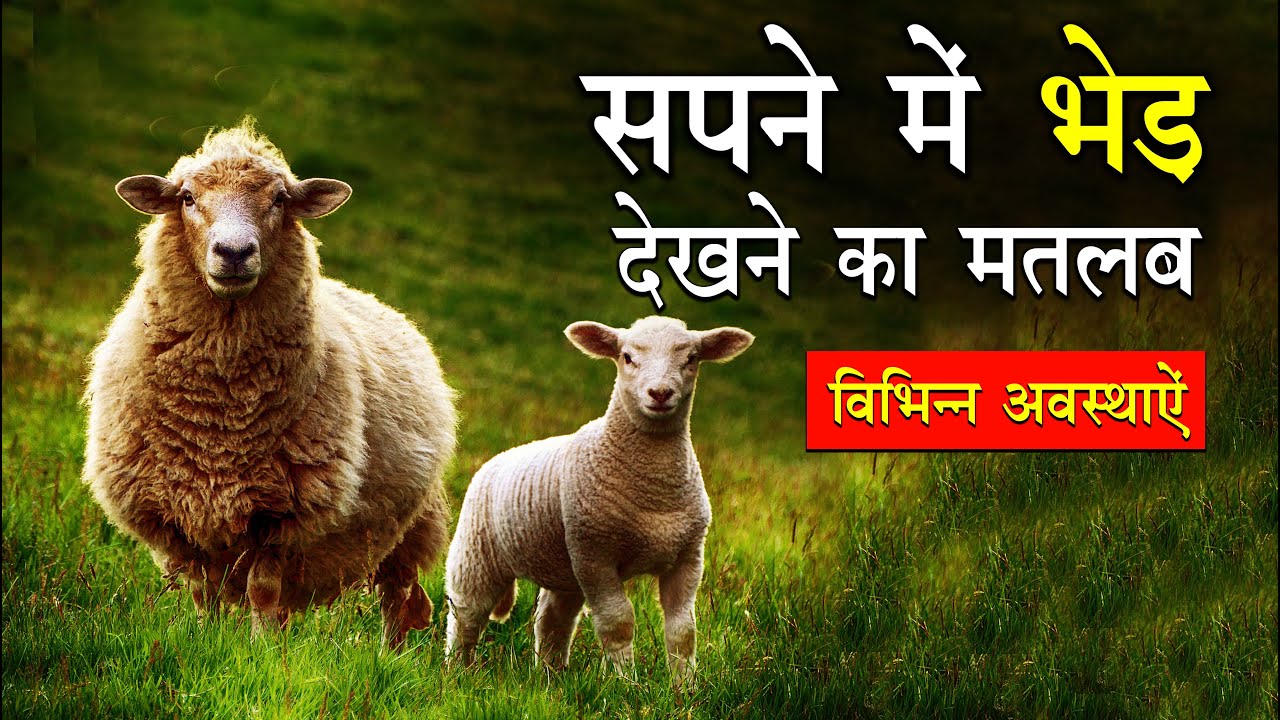 sapne me bhed dekhna | seeing sheep in dreams | bhed ka sapna dekhna ...