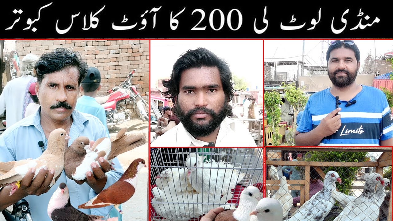 Multan kabootar Mandi |Sunday | Latest Update Pigeon, Fancy Kabootar ...