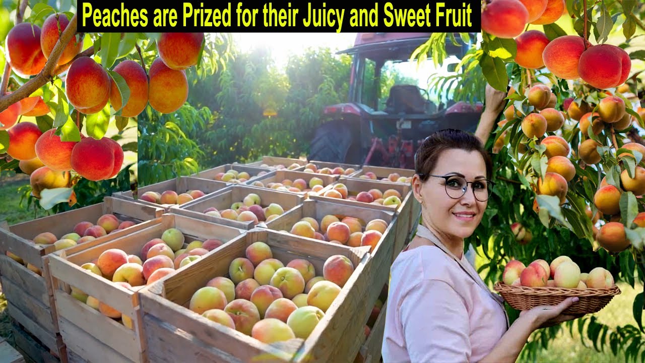 Peach Fruit Farming Step by Step - How to Start a Business Peach Fruit ...