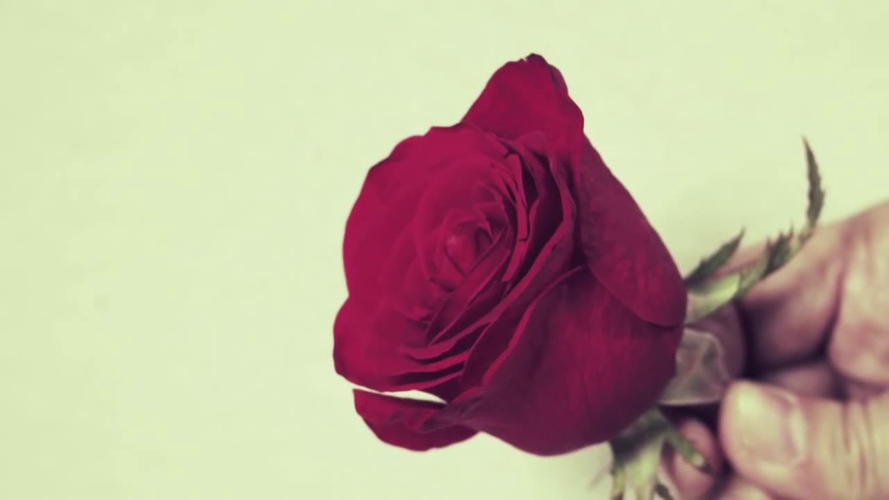 Te declaro mi amor - YouTube