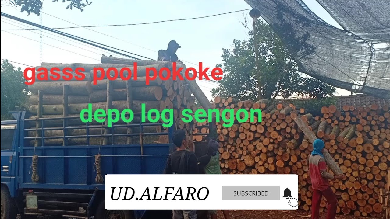Depo log sengon//albasia//proses pengecekan kubikasi - YouTube