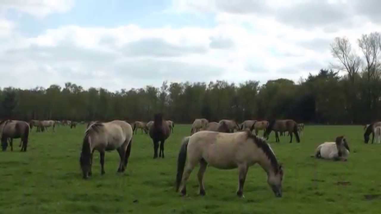 Dülmener Wildpferde im Merfelder Bruch 13.4.2014! - YouTube