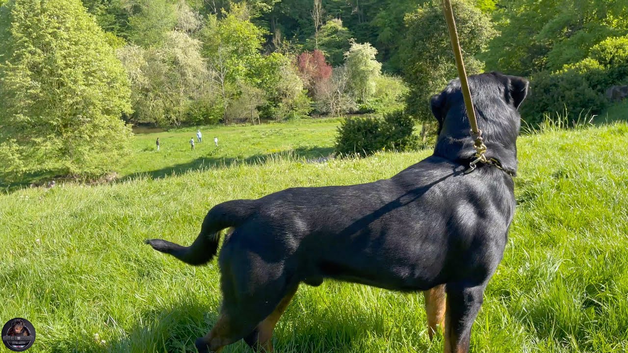Rottweilers Day Out At Ilam Park, Peak District - YouTube
