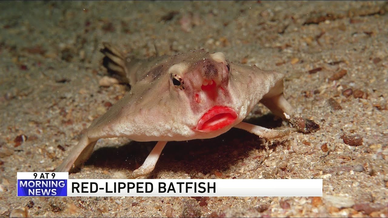 Don't mess with the red-lipped batfish - YouTube