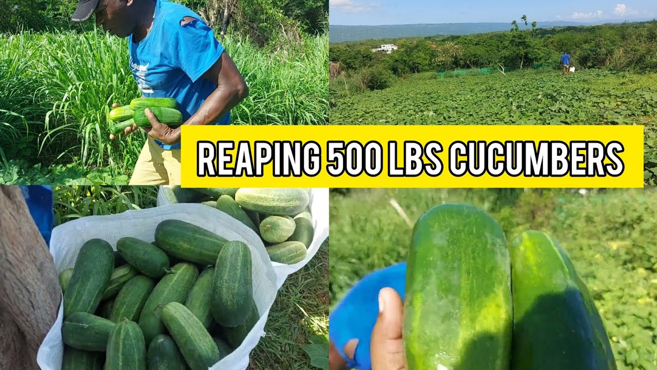 REAPING 500 LBS OF CUCUMBERS ON SHAN ZENZEN FARM IN JAMAICA 🇯🇲 ️🙏 - YouTube