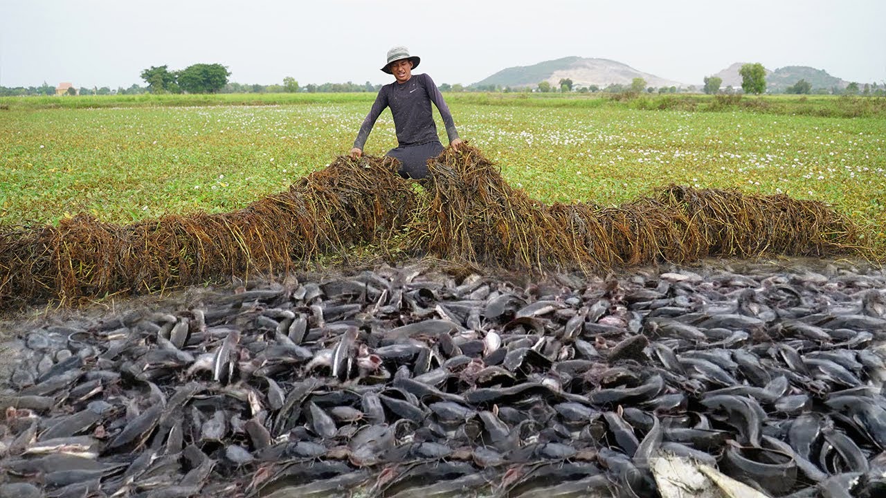 Amazing Catching a lot Catfish Under Grass by Hand - Technique Tools ...
