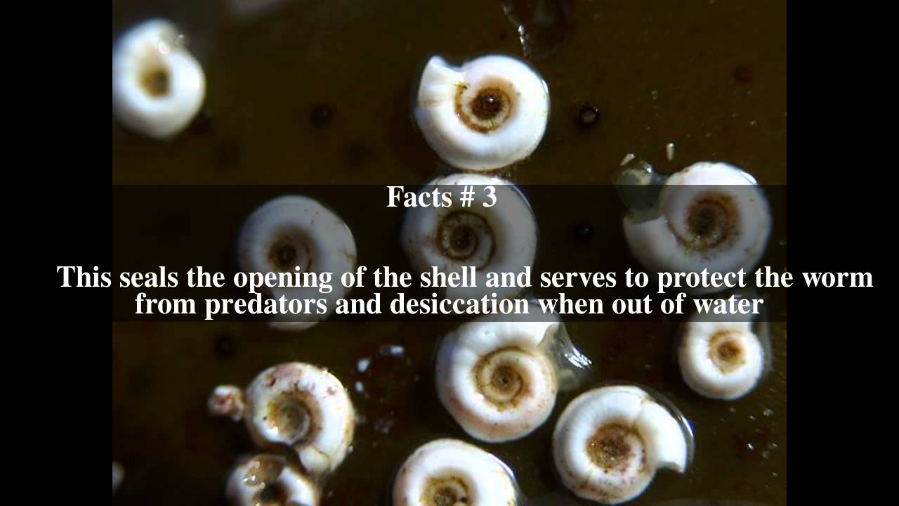 Spirorbis spirorbis Top # 5 Facts - YouTube
