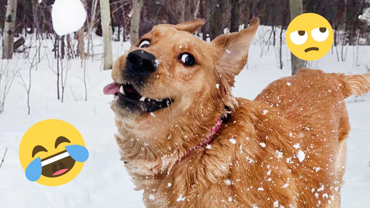 Funniest Dogs Ever! 🤣 | Funny Dog Videos Compilation 2025 🐶 Part 33 ...