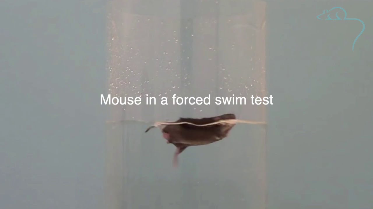 Forced swim test - YouTube