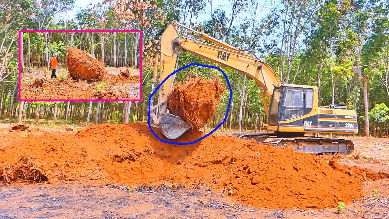 Fast Tree Removal 320L Excavator Powerful Big Tree Working Amazingly ...