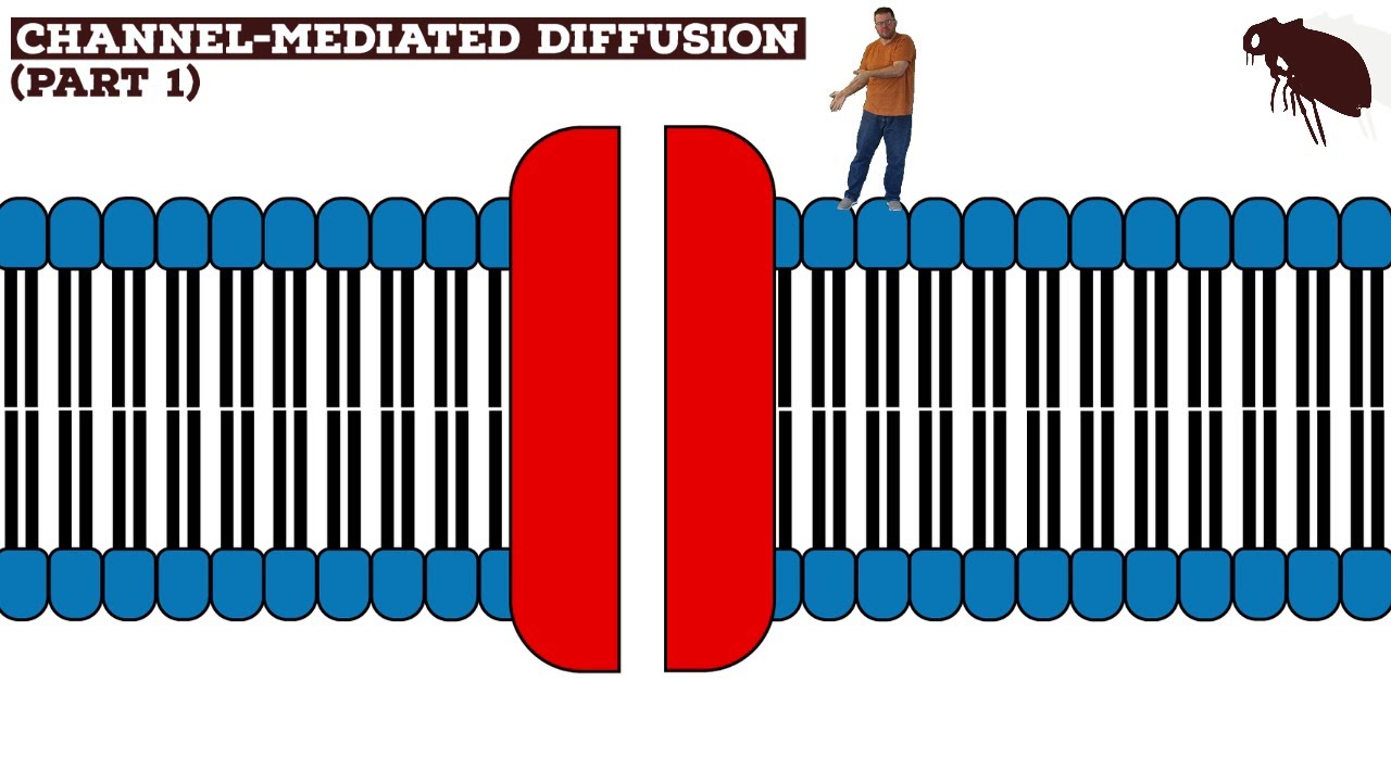 Channel-Mediated Diffusion (Part 1) - YouTube