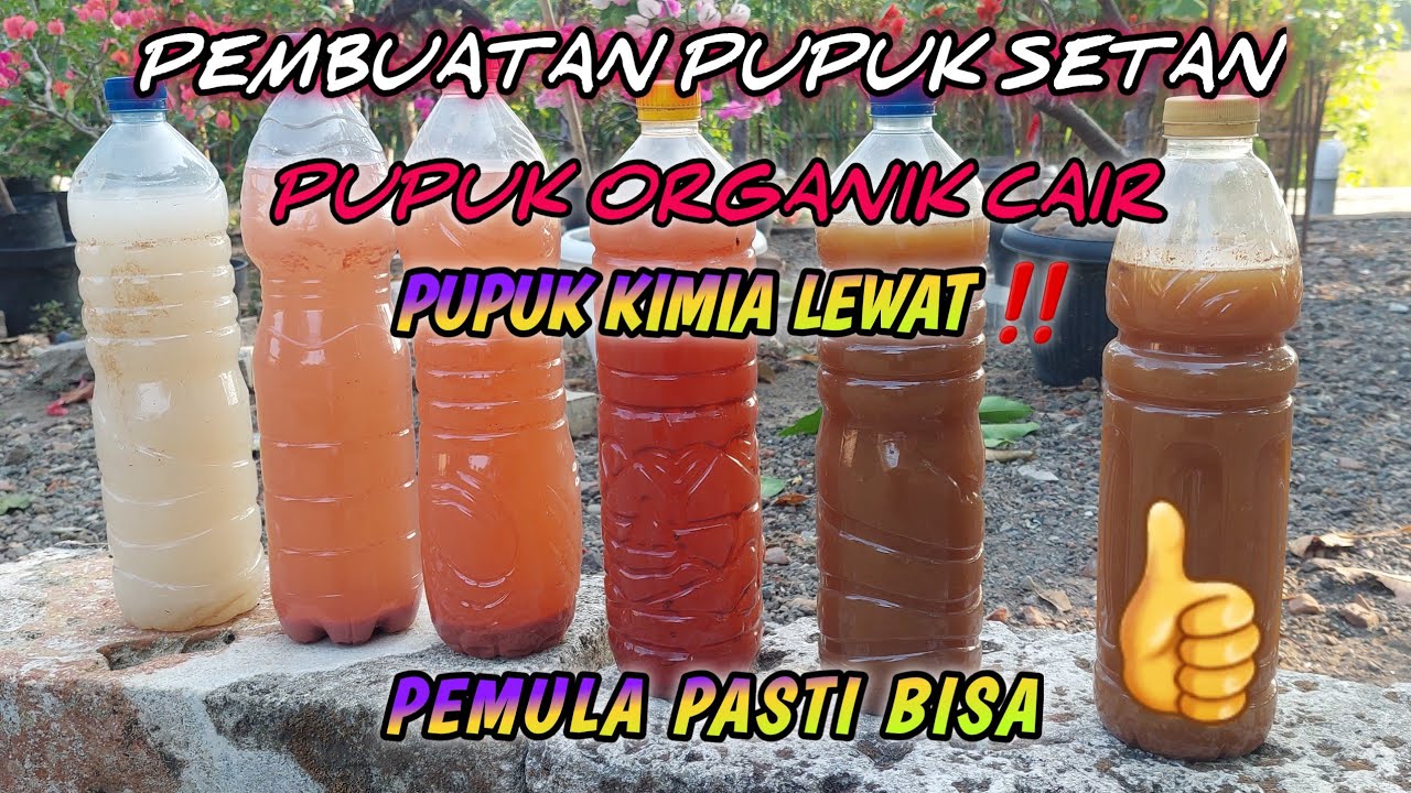 PEMULA PASTI BISA‼️ CARA MEMBUAT PUPUK SETAN // POC, PUPUK PABRIKAN ...