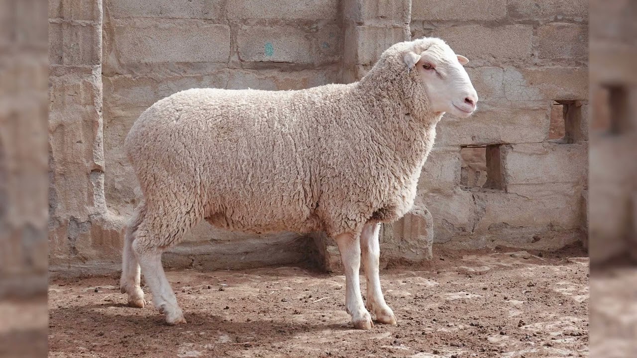 Torenskop Merino & Sandbult Afrino Production Auction - YouTube