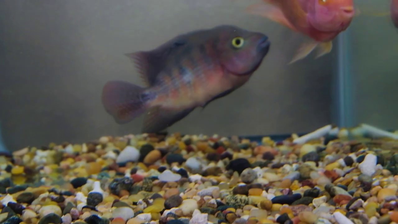 SUPER RED MONKEY 001 - YouTube