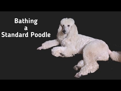How to bathe a Standard Poodle - YouTube