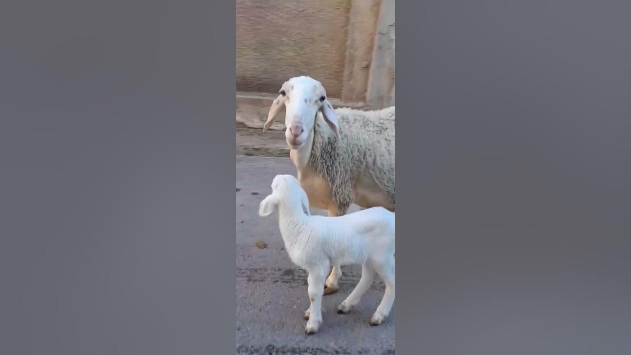 كاين 2 نعجة وحد عندها خروف واحد عندها خروفة ماشاء الله الجزائر الكليتوس Youtube