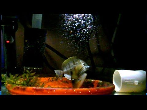 SaltwaterFish.com Picasso(Huma Huma)Triggerfish & Convict Tang 03.20.18 ...