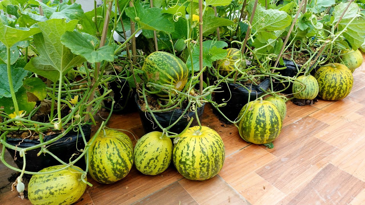 Try to grow Melon on the terrace and the unexpected happened, too many ...